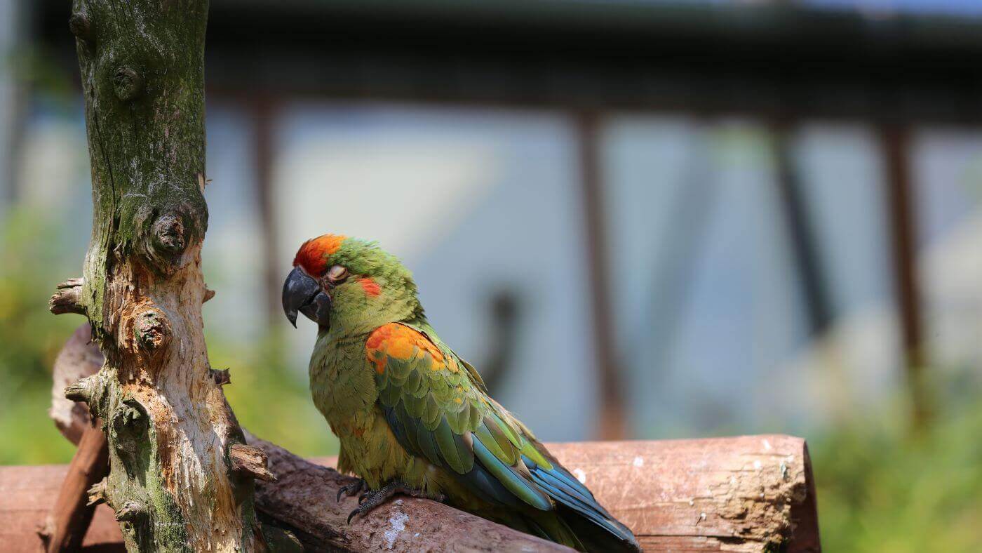 Stressed Parrot - Causes & Solutions
