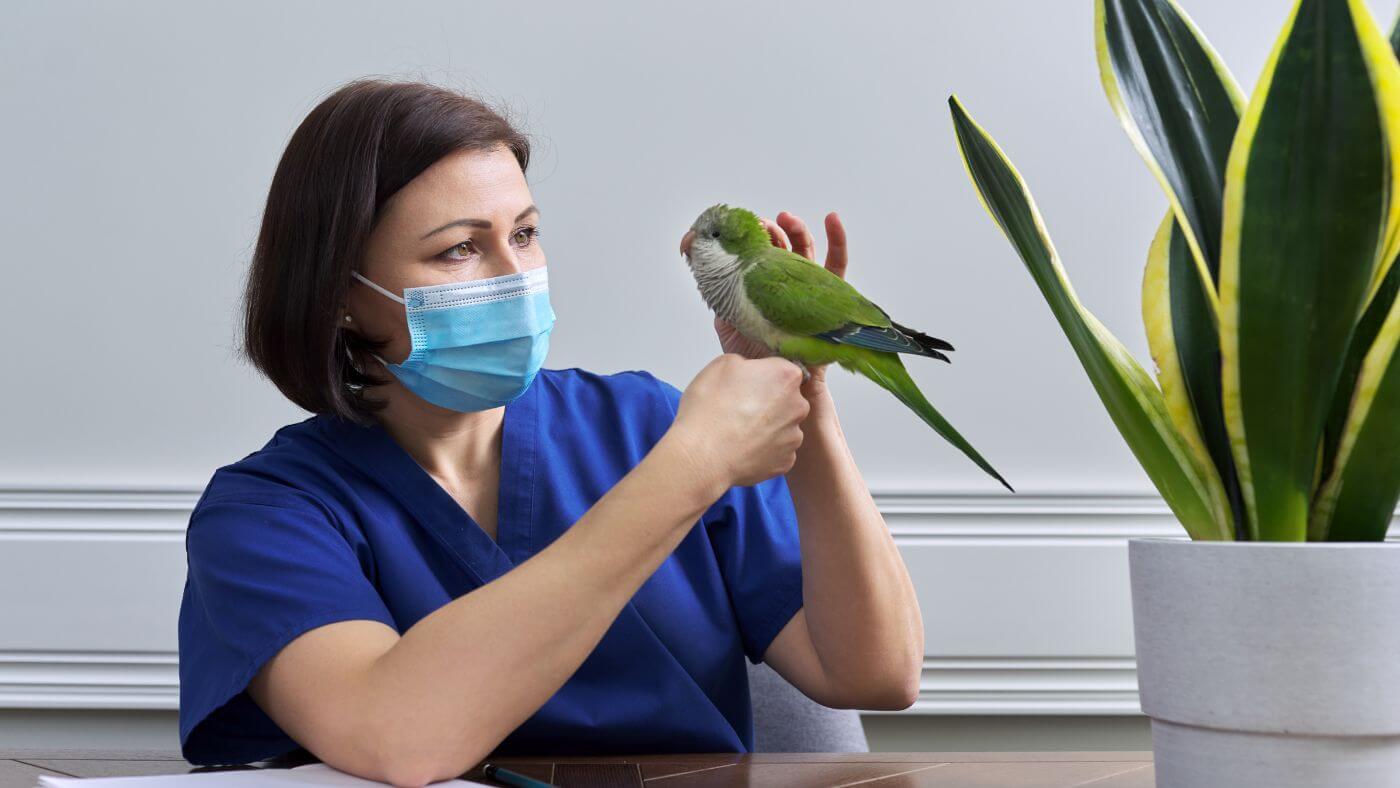 The Veterinary Health Centre Avian Vet by Parrot Essentials