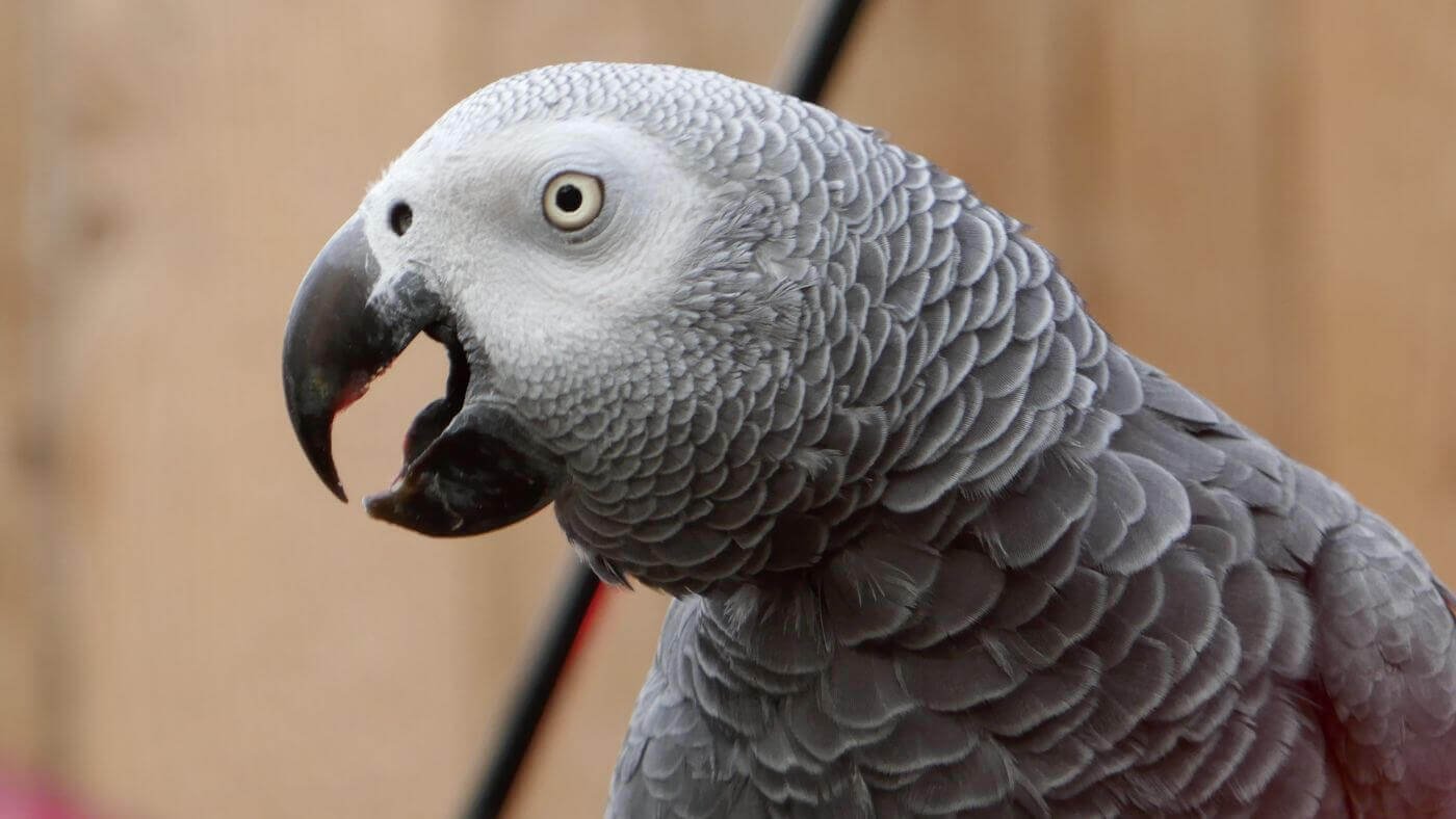 Best talking parrot store