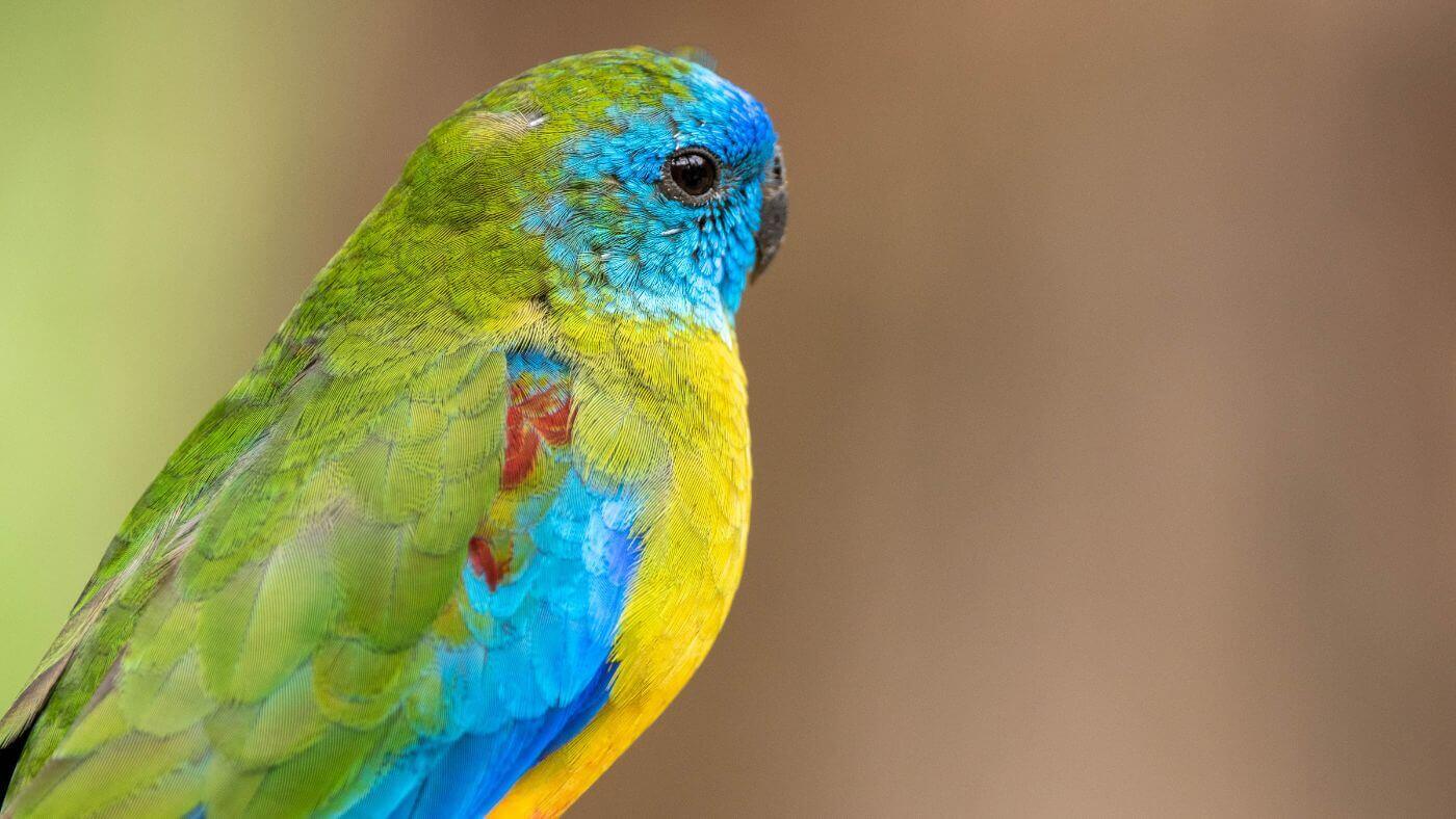Turquoise Parrot Conservation Efforts - Parrot Essentials