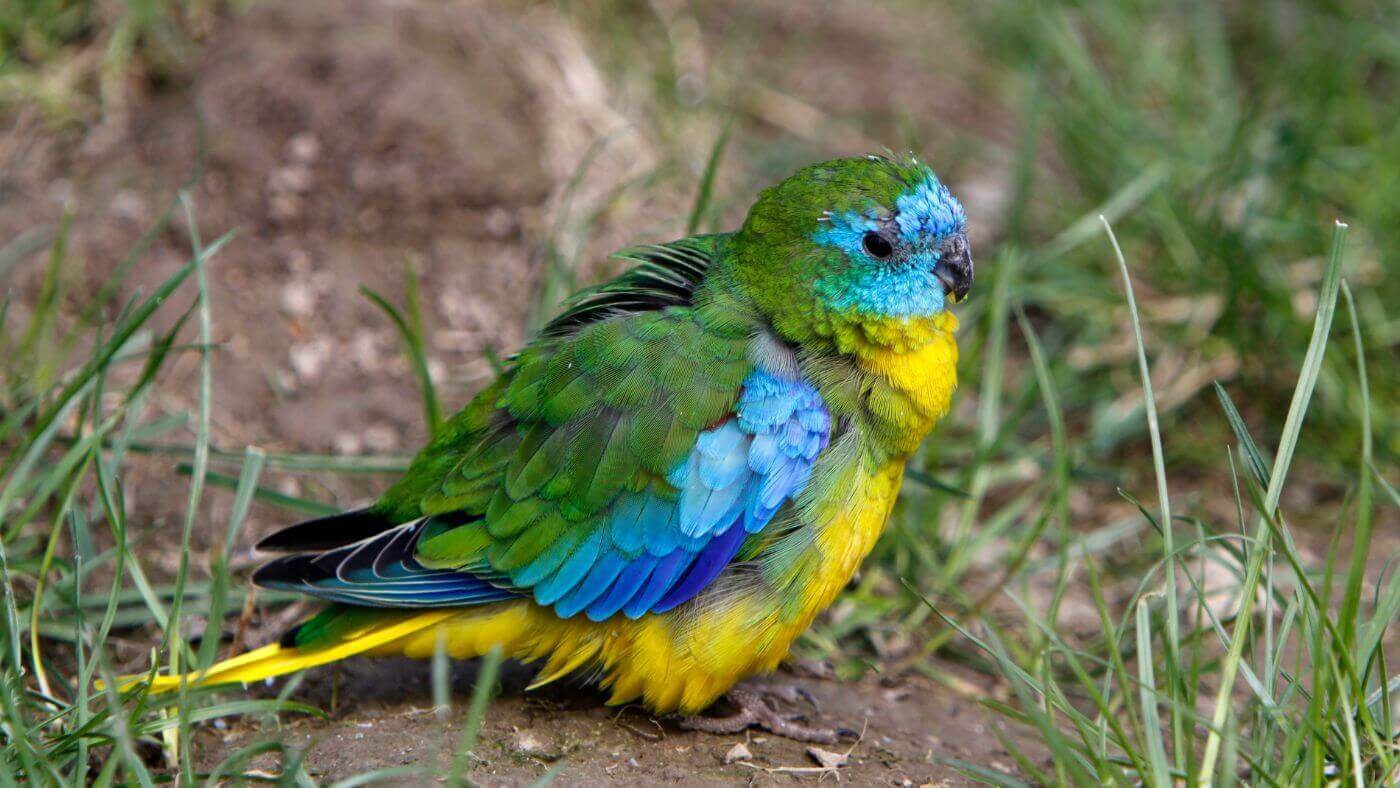 Turquoise Parrot Conservation Efforts - Parrot Essentials