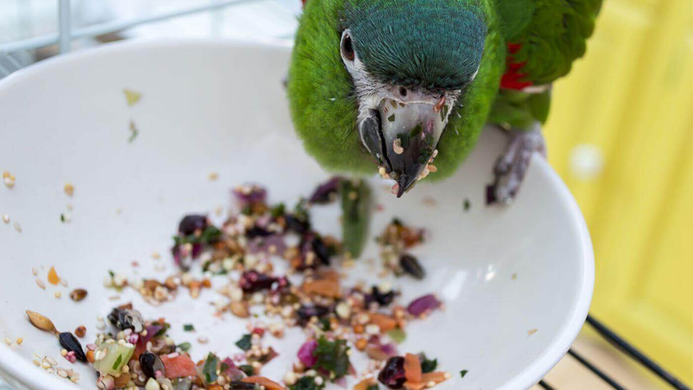 What Are Organic Parrot Food Pellets? - Parrot Essentials