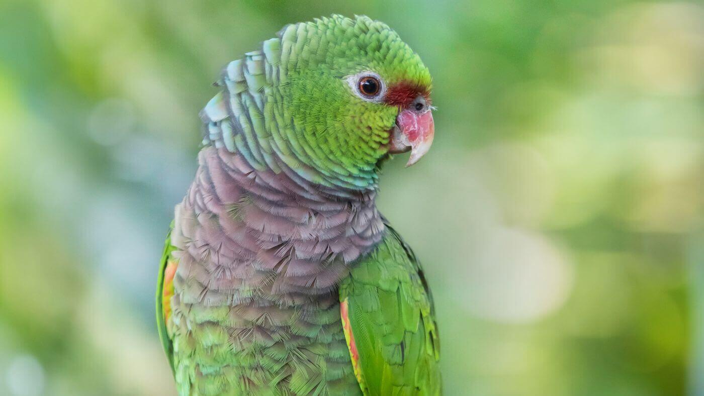 What Are the Different Amazon Parrot Species?