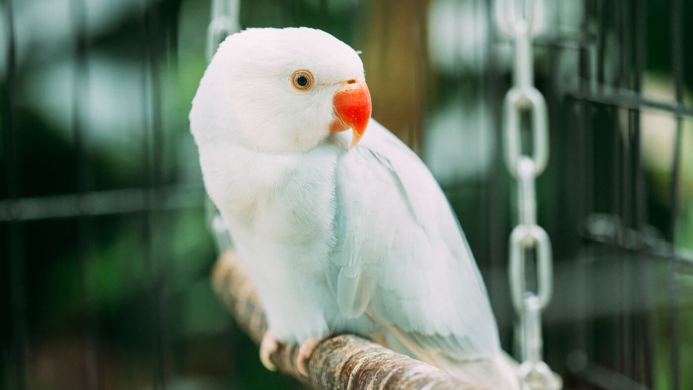 What Does A Parrot Need? Parrot Necessities Checklist