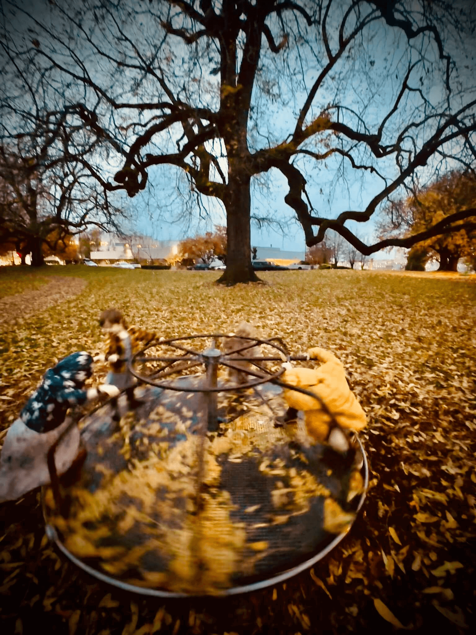 George's Farm Blog | Coq au Vin