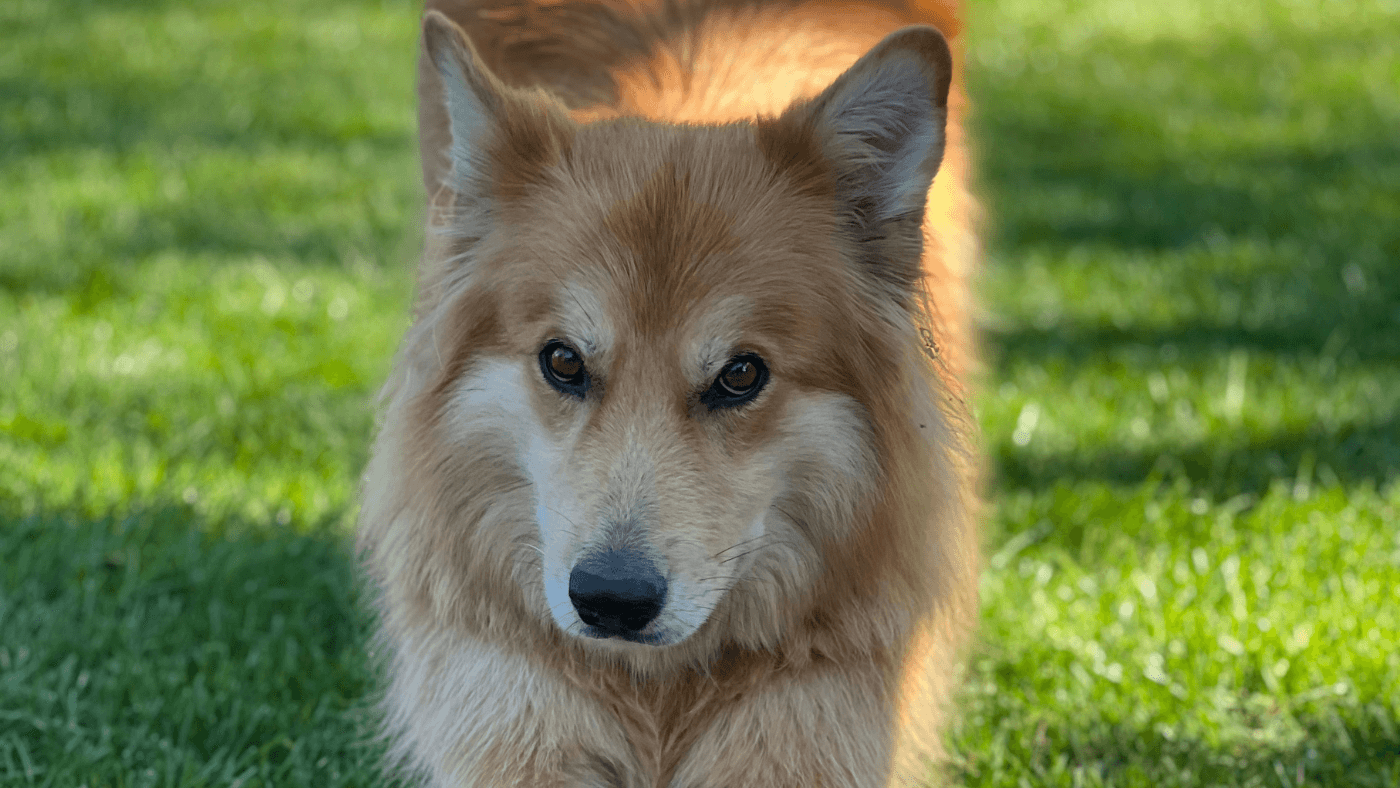 The Eco-Friendly Dog: Sustainable Products and Low-Waste Tips – Mudd ...