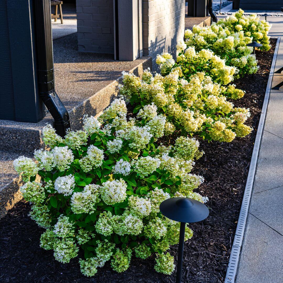 Landscape Bushes For Indiana Hydrangeas Herald High Summer: Hilltop