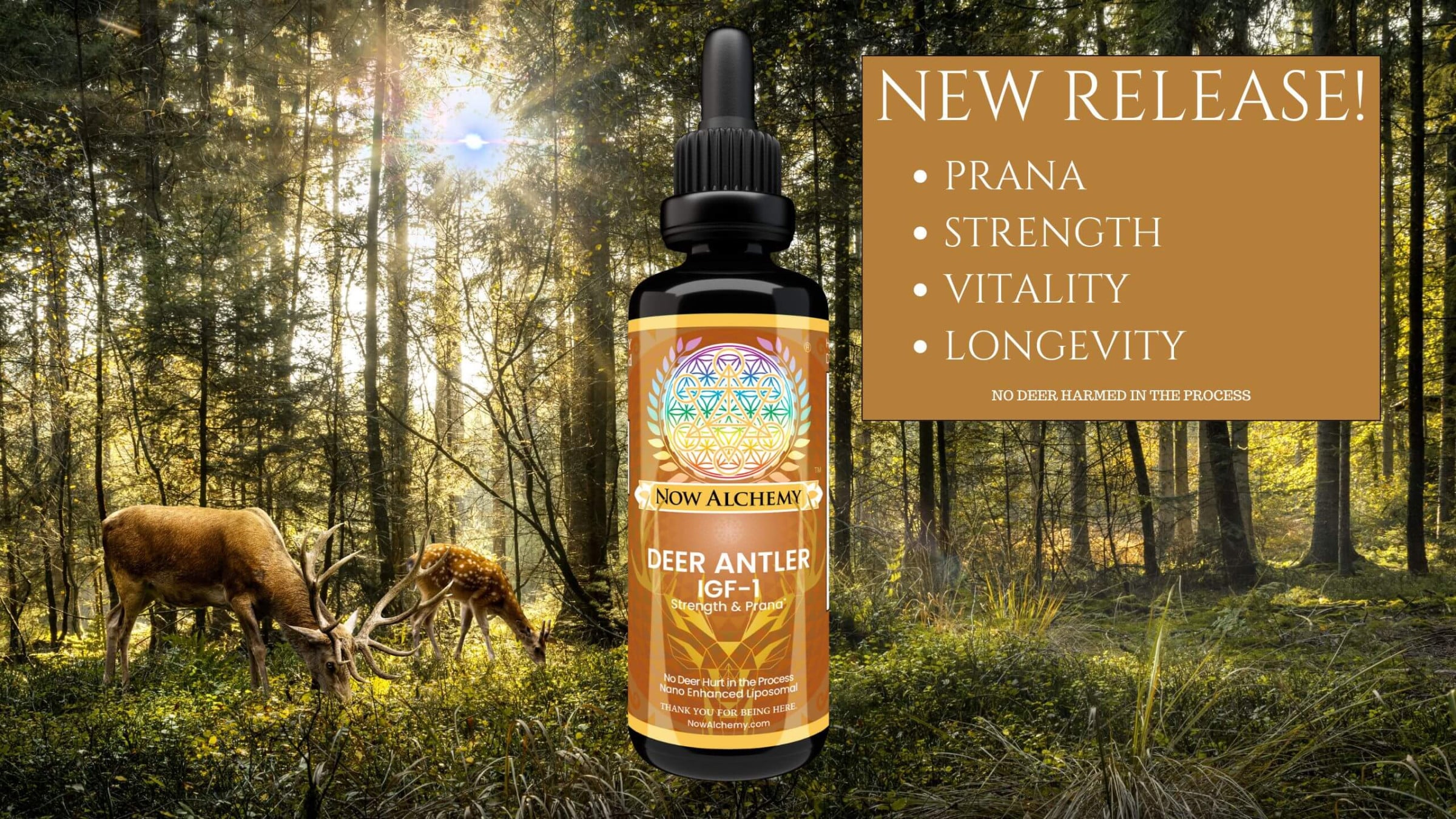 Deer Antler Extract: Unveiling the Power of Now Alchemy Sika Deer ...