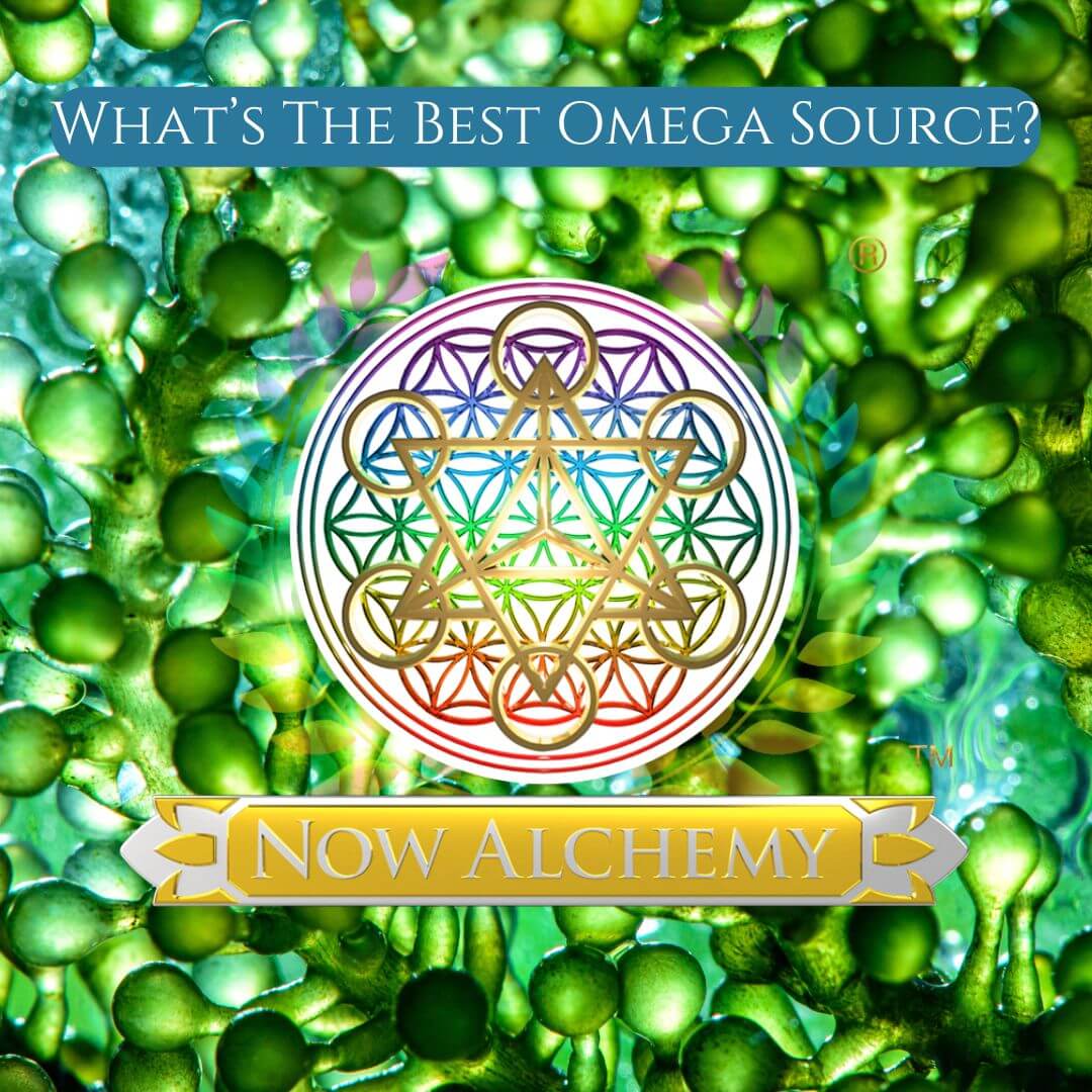 What's the Best Omega Supplement? How About Ohmega. – Now Alchemy