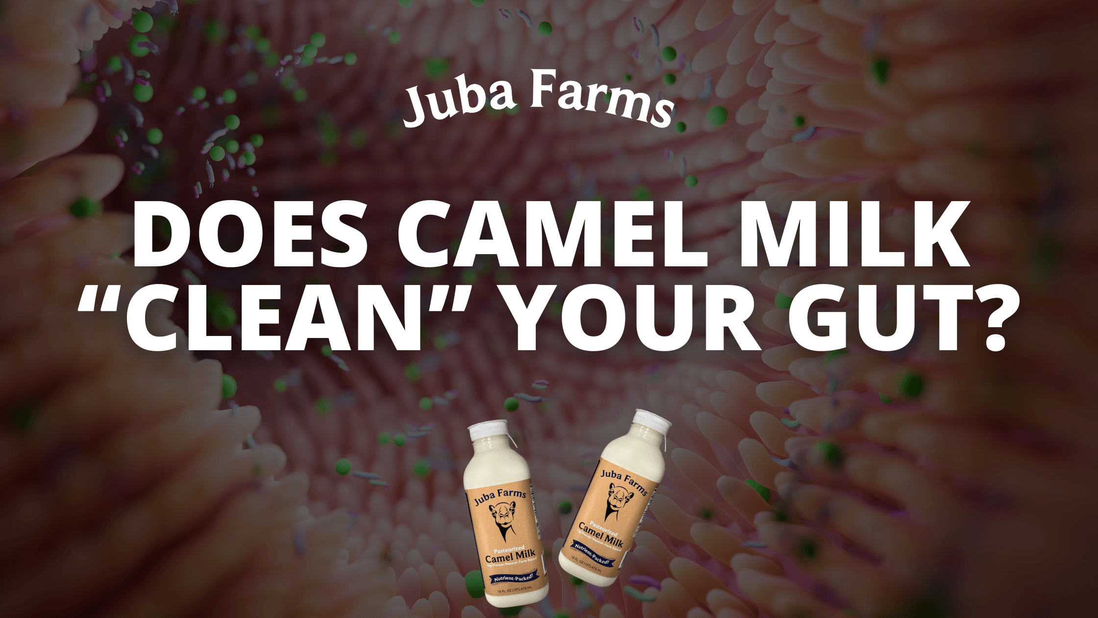 Does Camel Milk Clean Your Gut? – Juba Farms