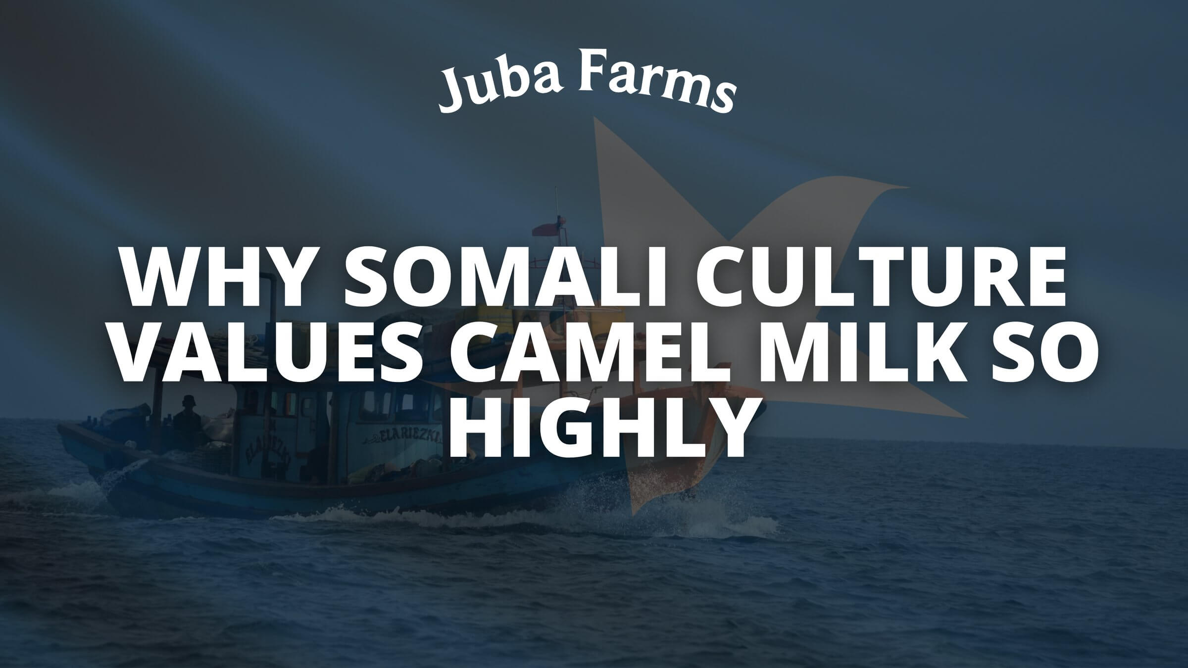 Why Somali Culture Values Camel Milk So Highly – Juba Farms