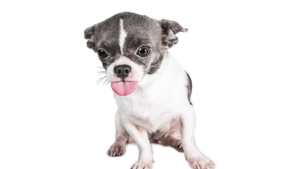 Why Does My Dog Stick His Tongue Out? Causes Explained