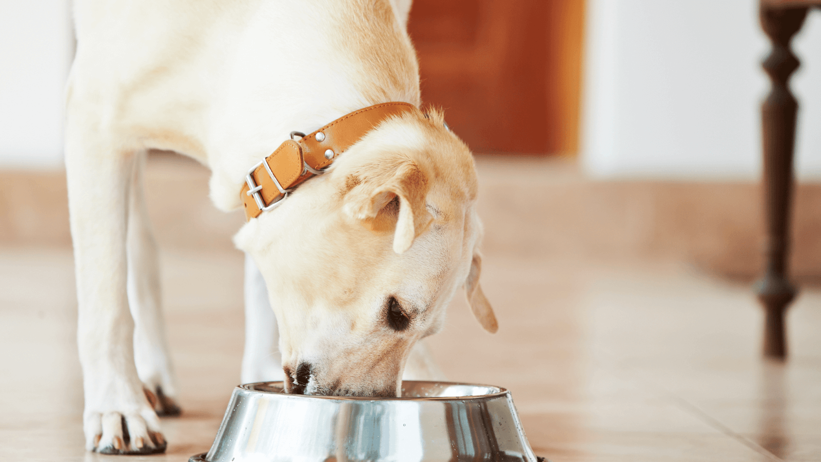 Why Is My Dog Always Hungry? 16 Reasons for Constant Hunger