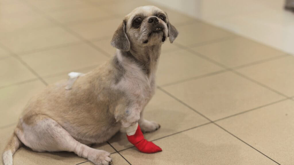 Dog Back Leg Shaking: 14 Reasons Why & What Owners Should Know