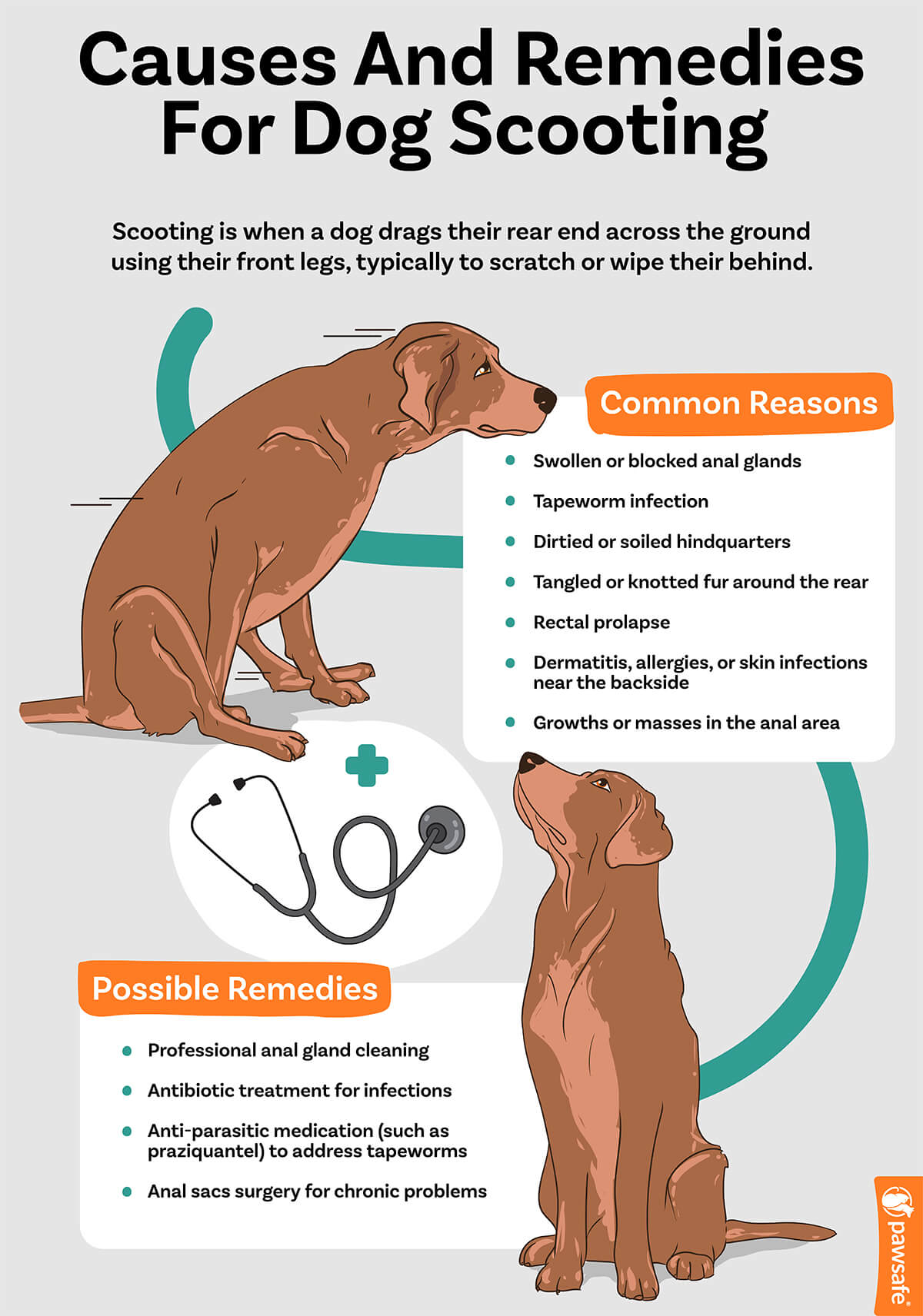 Dog Scooting Remedies: How to Help Your Pet’s Itchy Bottom