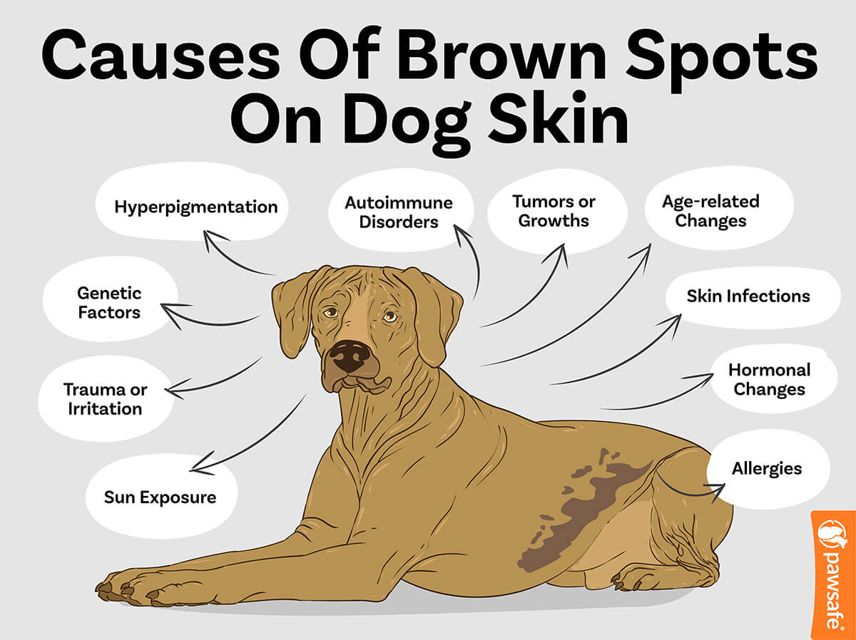 What Causes Brown Crusty Patches On Skin In Dogs - Infoupdate.org