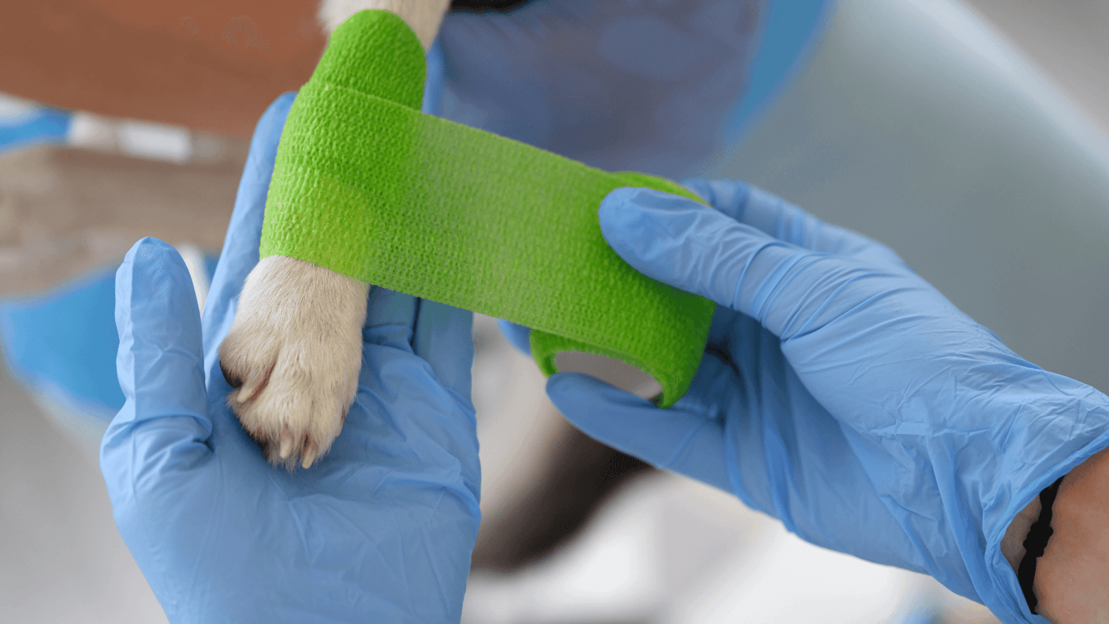 Why Is My Dog Limping but Not in Pain? Causes & Solutions