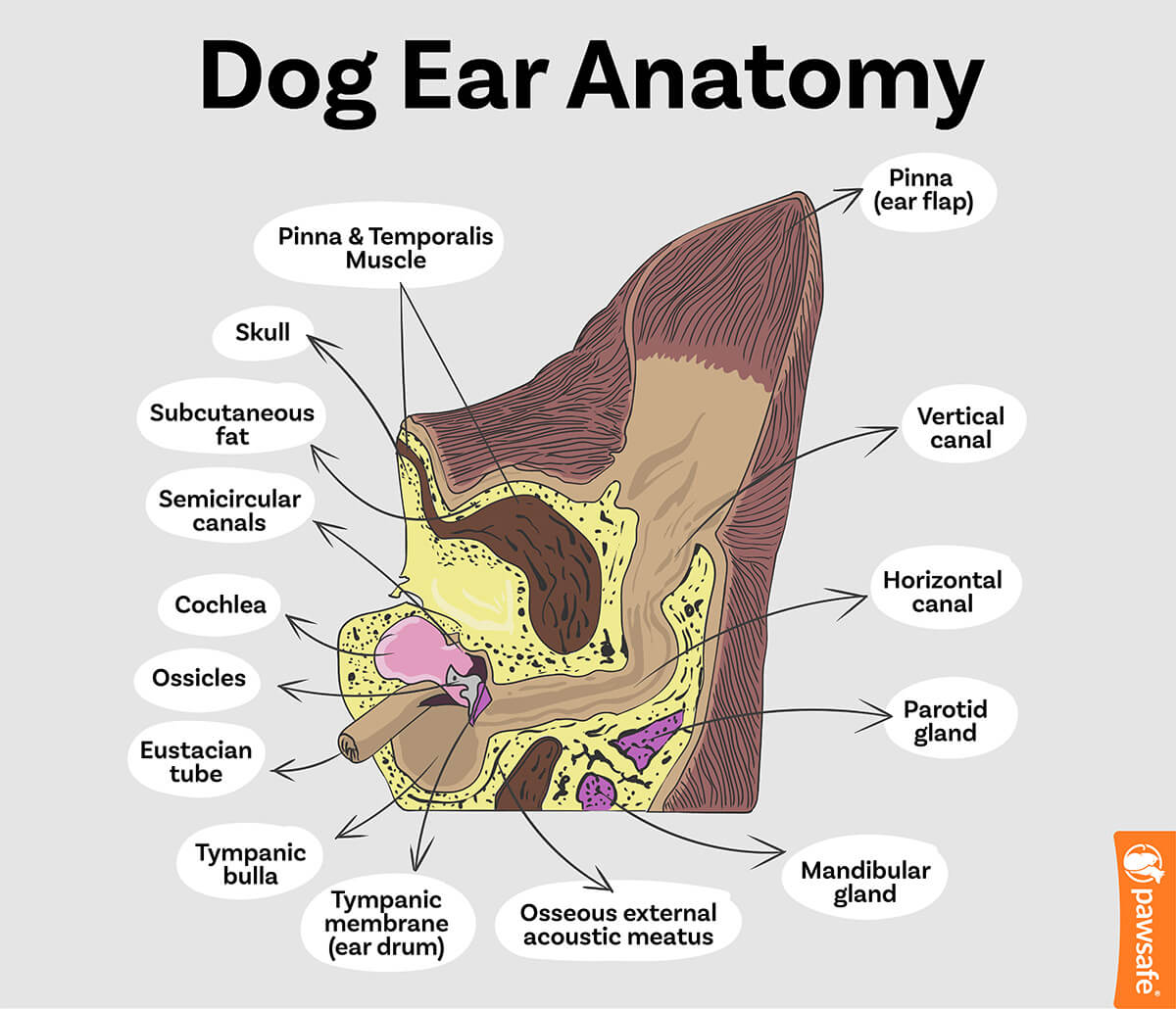 Black Stuff in Dog’s Ear? Causes, Diagnosis, and Treatment