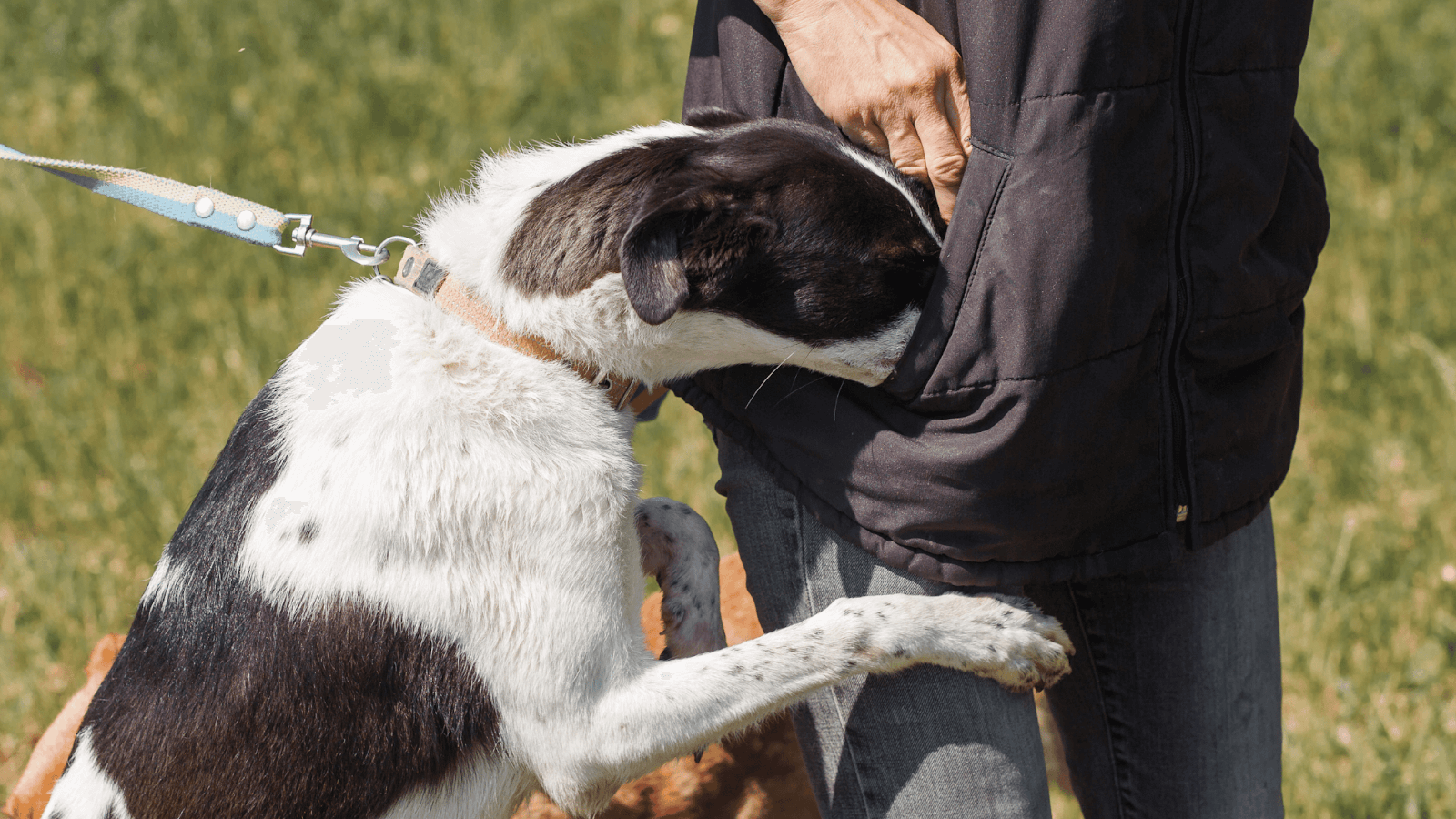 Why Is My Dog Always Hungry? 16 Reasons for Constant Hunger