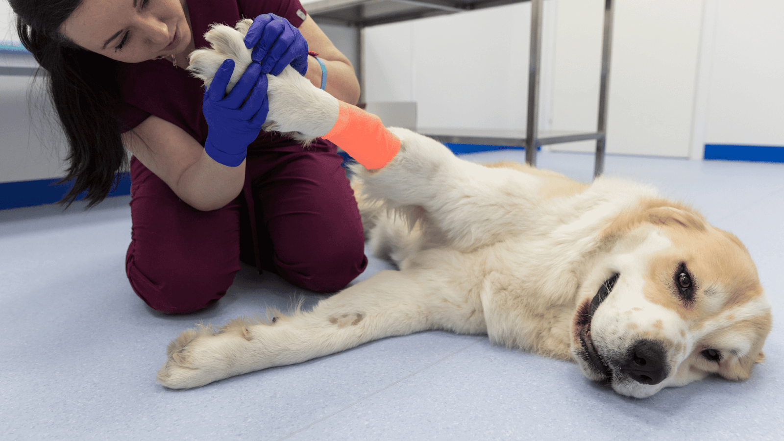 Dog Sprained Wrist: Causes, Symptoms, and Treatment