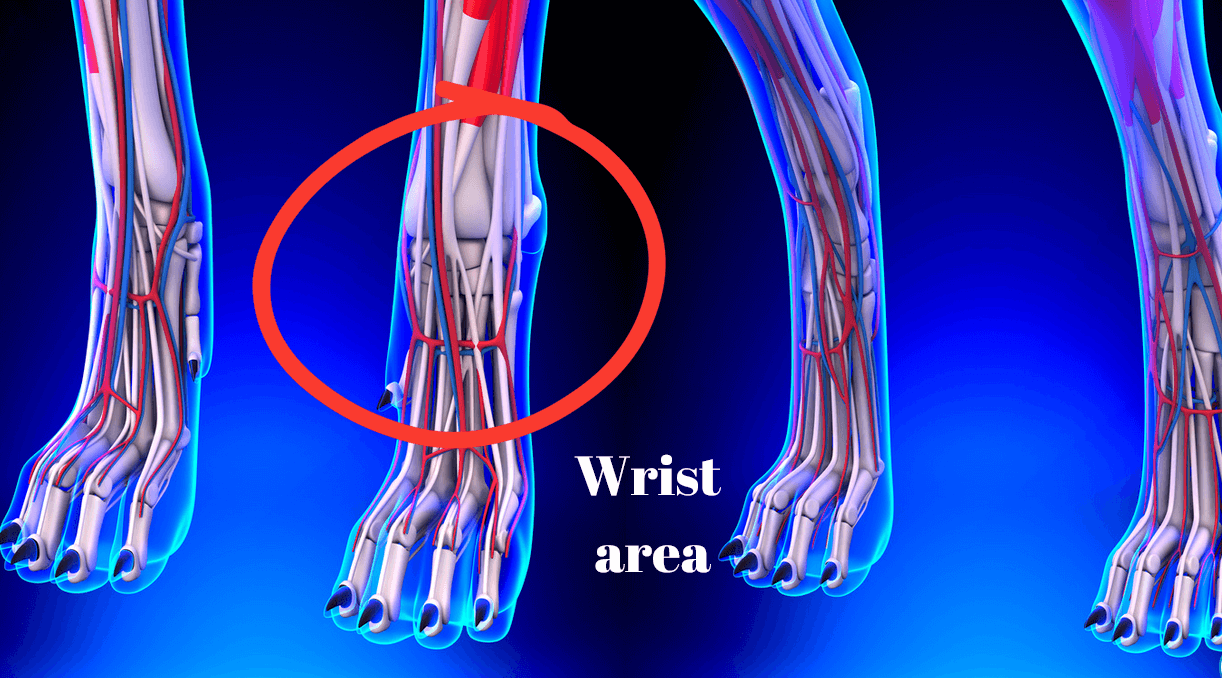 Dog Sprained Wrist: Causes, Symptoms, and Treatment