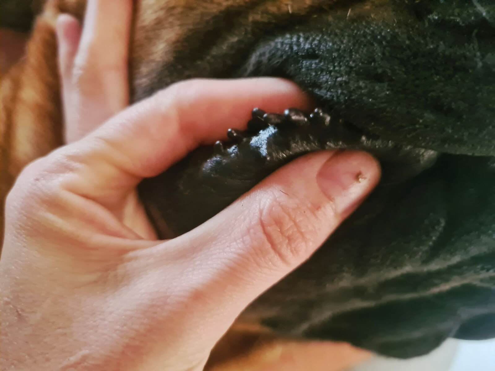 Causes Of Blood Blisters On Lips In Dogs Infoupdate