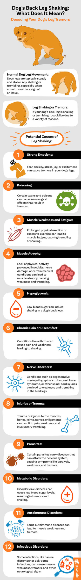 Dog Back Leg Shaking: 14 Reasons Why & What Owners Should Know