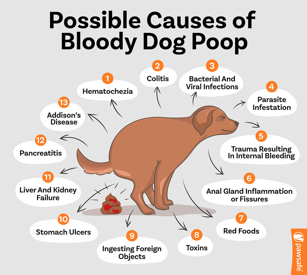 Why is My Dog’s Poop Red (Blood)? 13 Reasons and What To Do