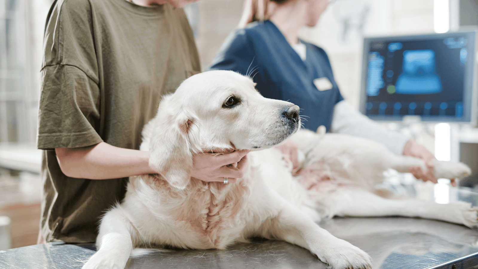 Why Is My Dog Always Hungry? 16 Reasons for Constant Hunger