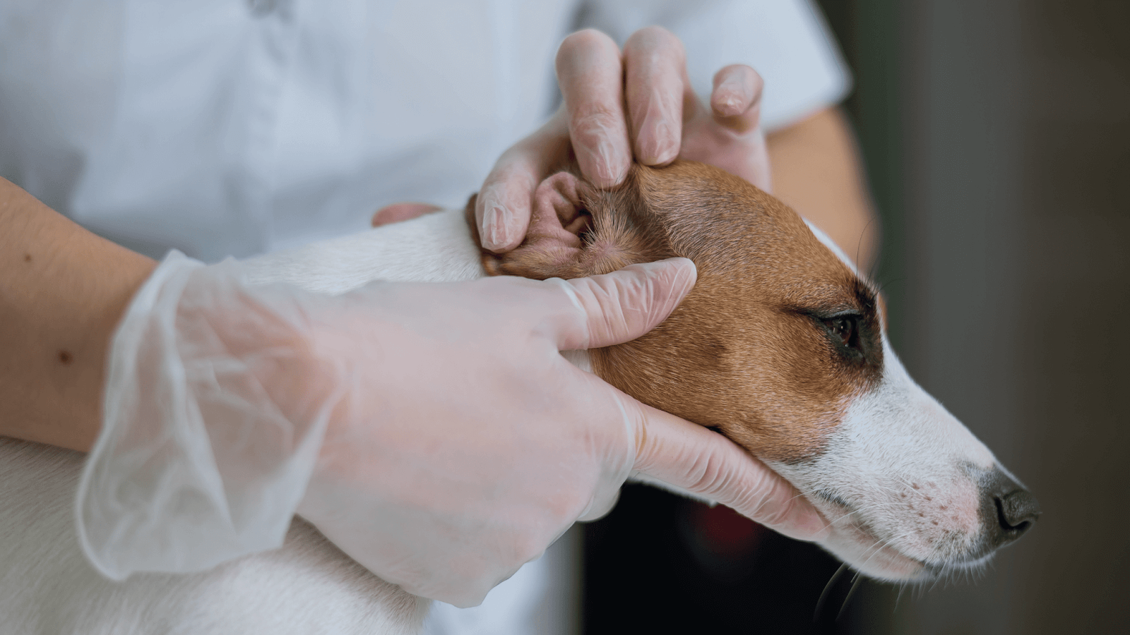 Dog Ear Smells? Causes, Diagnosis, and Treatment