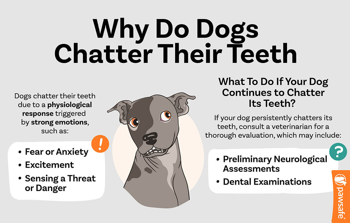 Why Do Dogs Chatter Their Teeth When Excited? Explained