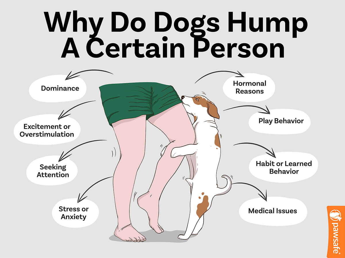 Why Do Dogs Hump People? 7 Reasons (Not Dominance Related)