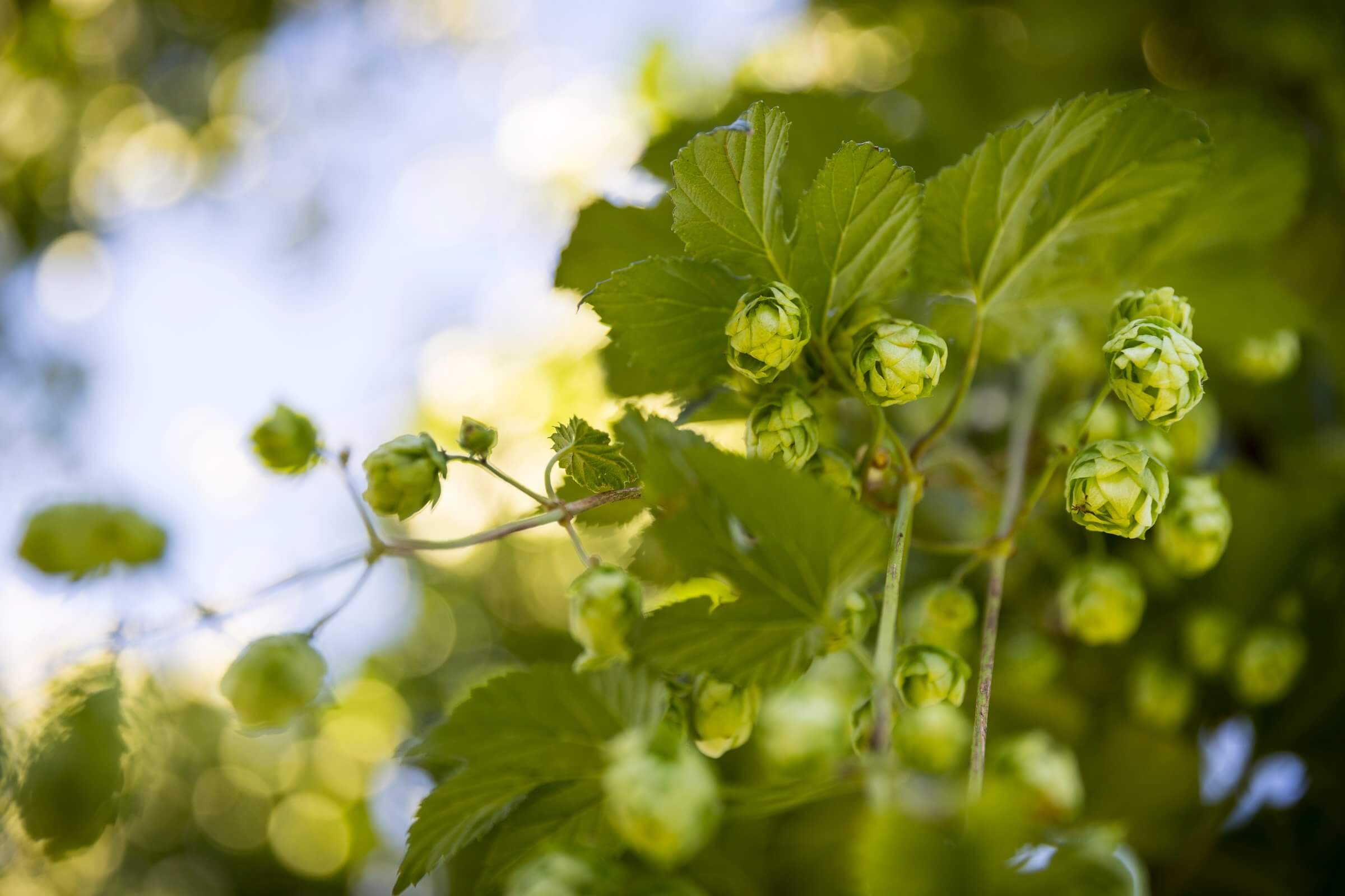Hop Stand Brewing: Maximise Your Australian Hop Character – Grainfather AU