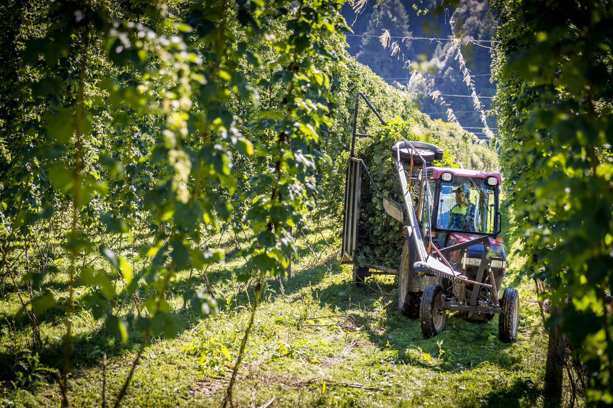 Craft Beer Revolution: New Zealand Hops Transform American Brewing – Grainfather-US