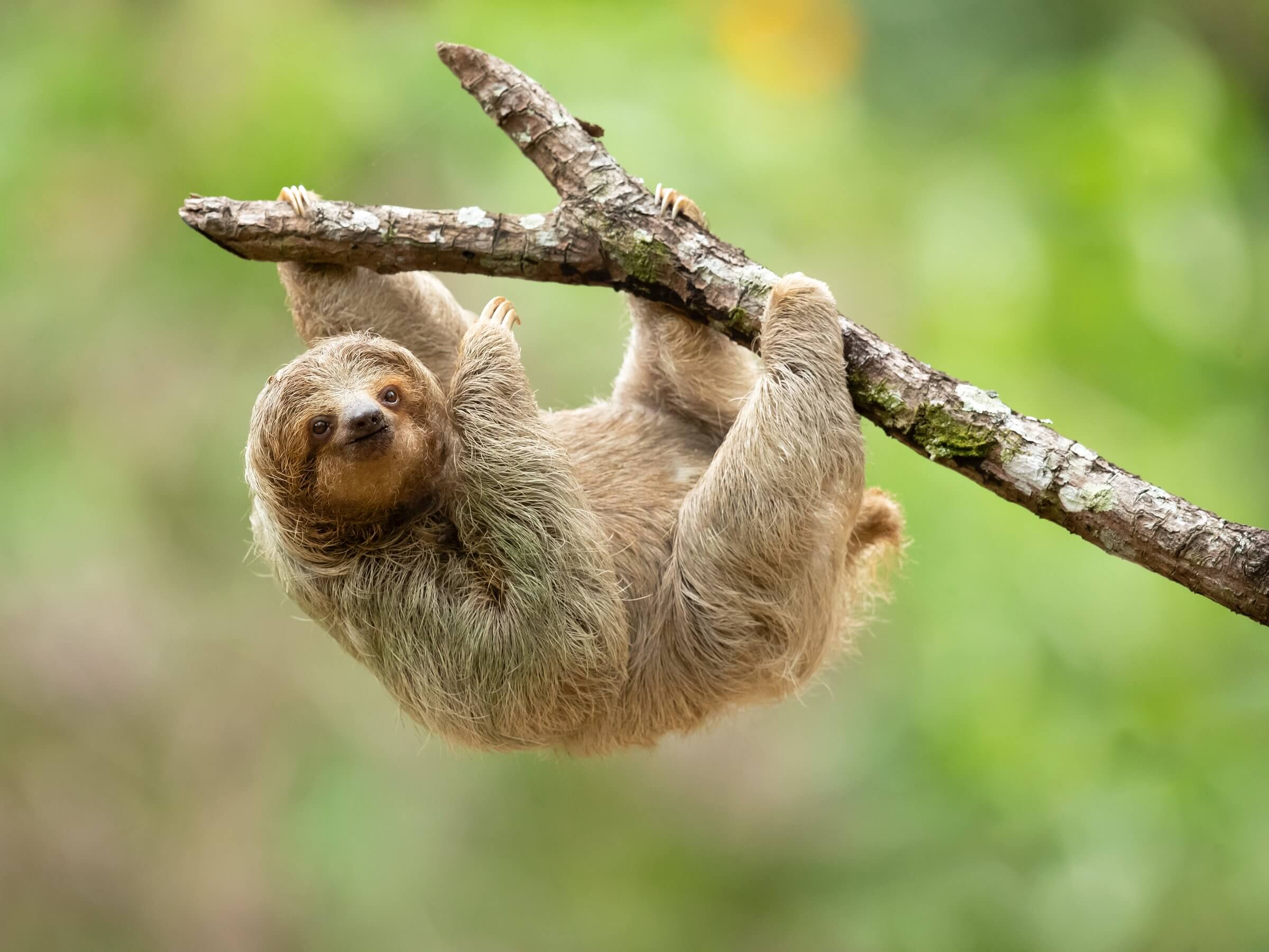 Amazon Rainforest Animals to See on Your Brazil Holiday