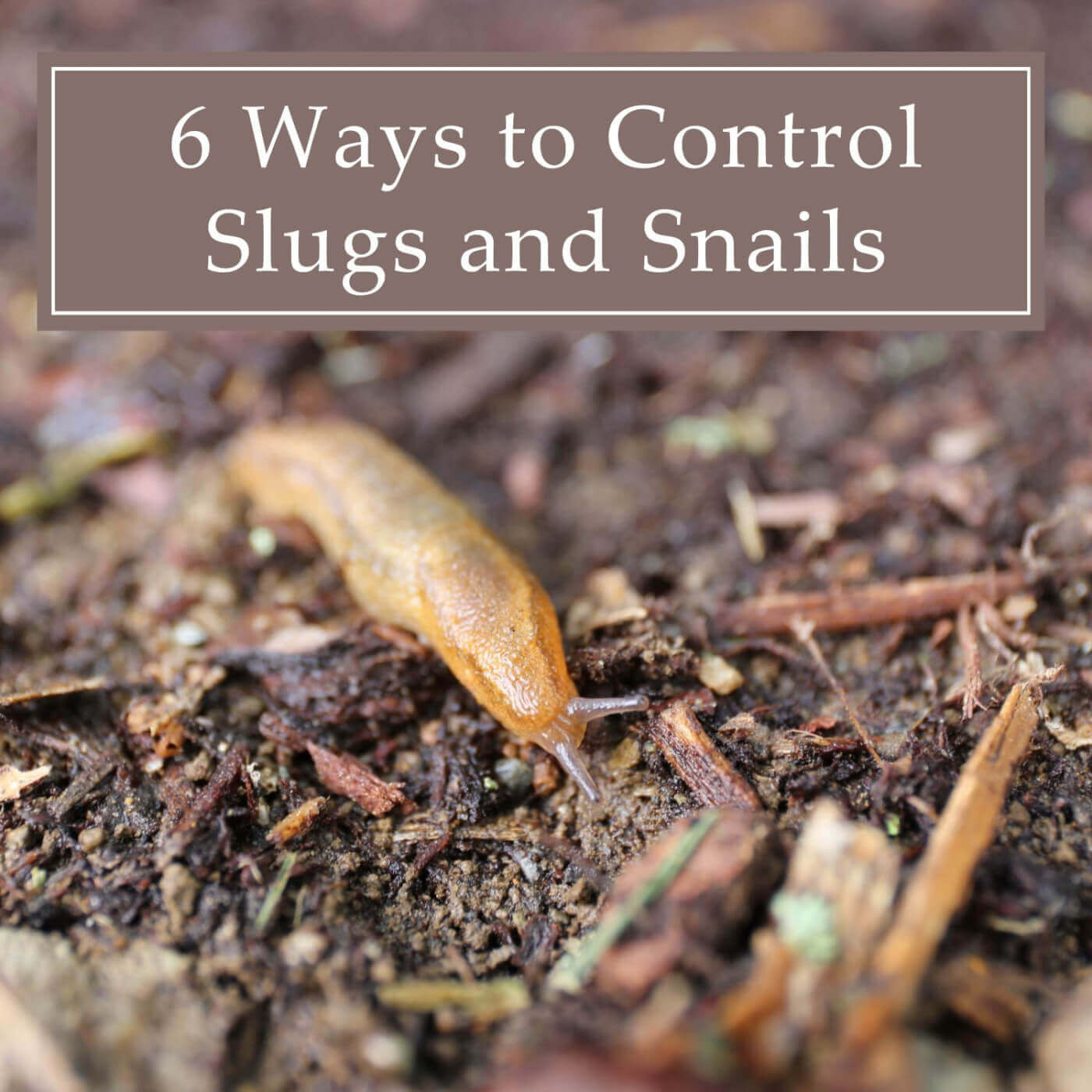 Garden Slugs Control