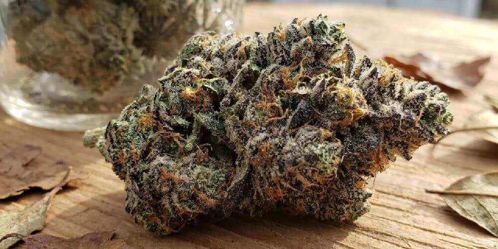 THCA Flower Potency Explained: Why % Isn’t Everything