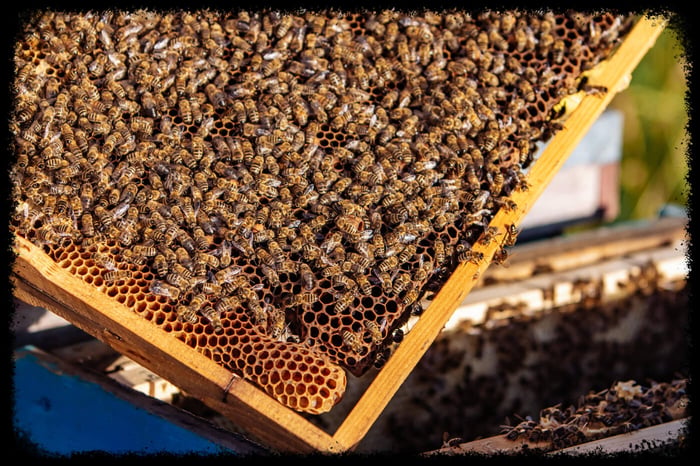 The Journey of Honey Bees: Exploring Foraging Distances