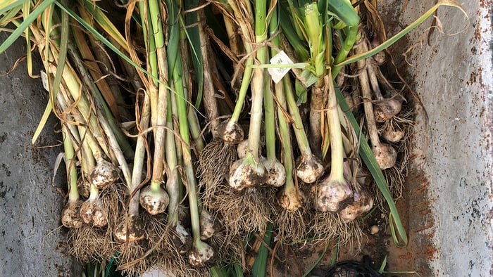 Wild Garlic Bulbs When To Plant