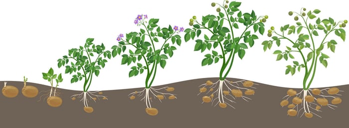 Potato Tuber Sprouting Diagrams
