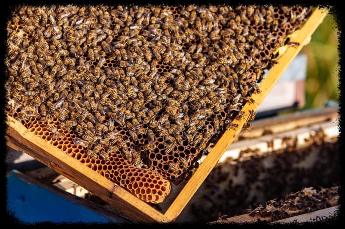 Queen Bees & Colony Dynamics: Requeening and Hive Balance