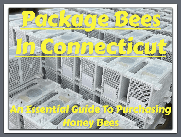 Package Bees in Connecticut - A Guide To Buying Honey Bees