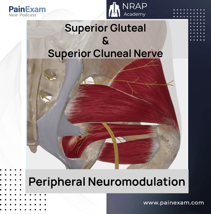 superior gluteal nerve function