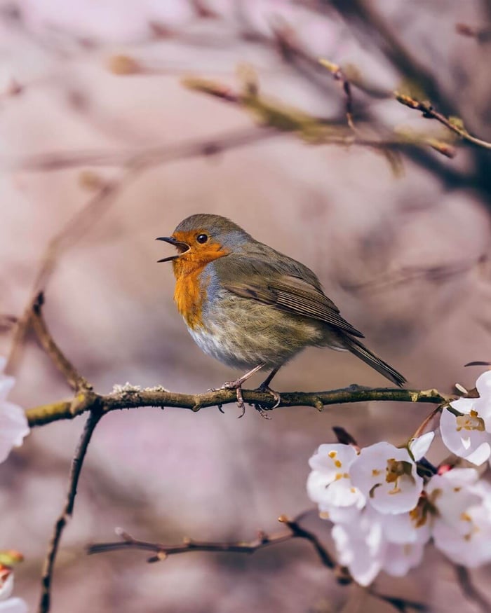 Tomatis on the Womb: Intrauterine Communication (Intrauterine Universe ...