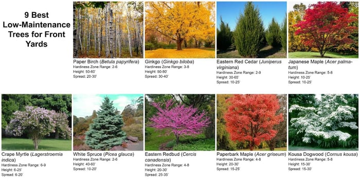Trees Commonly Used For Landscaping The New England Guide To Privacy