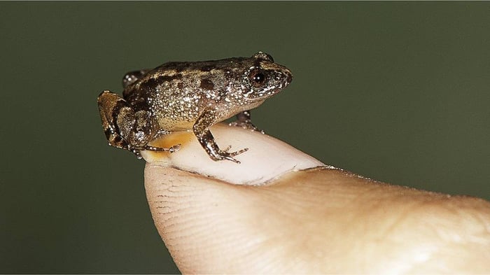 Discover the World's Smallest Living Creatures – VIRAL OMG